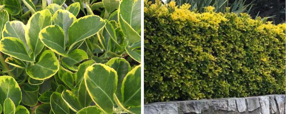 Small Hedges - Low Ornamental Hedging - Small And Dwarf Hedge Plants