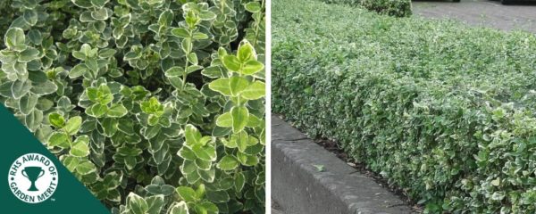 Buy Euonymus Hedging | Euonymus Japonicus Hedging Plants | Hopes Grove ...