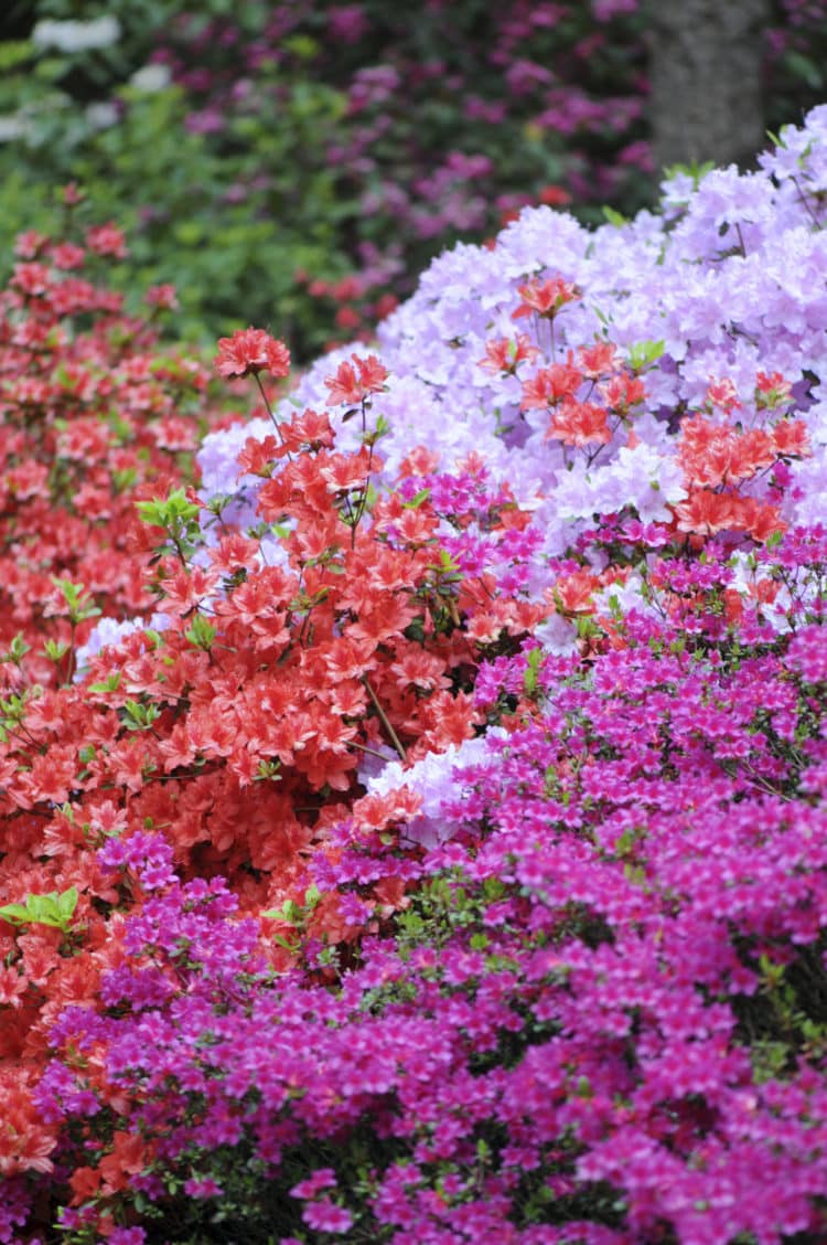 Buy Evergreen Azaleas - Azalea Japonica - Hopes Grove Nurseries