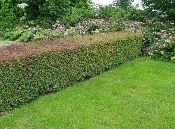 Buy Field Maple Hedge Plants | Acer Campestre Hedges | Hopes Grove ...