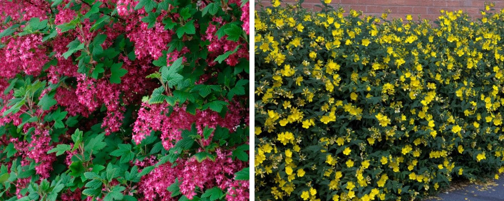 Choosing The Right Hedge - Hedging Advice - Choose Hedges Correctly