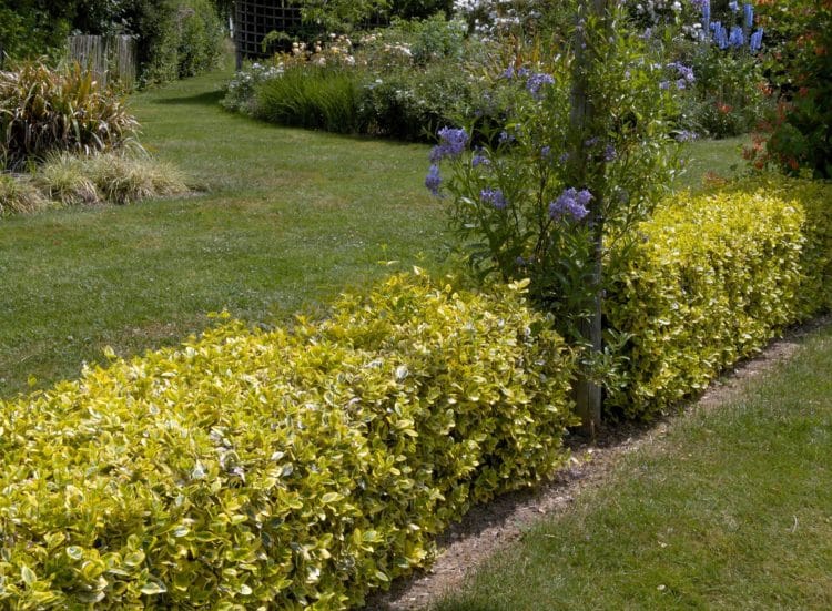 Euonymus Golden Hedging (Euonymus Fortunei Emerald & Gold)