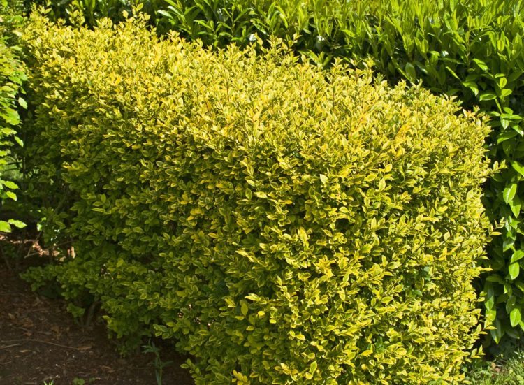Privet Hedging Plants (Ligustrum) - Green, Golden and Wild Privet