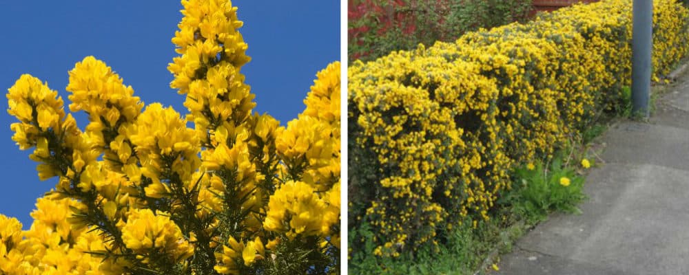 Security Hedging Plants - Thorny Hedges Deter Intruders - Prickly Hedges