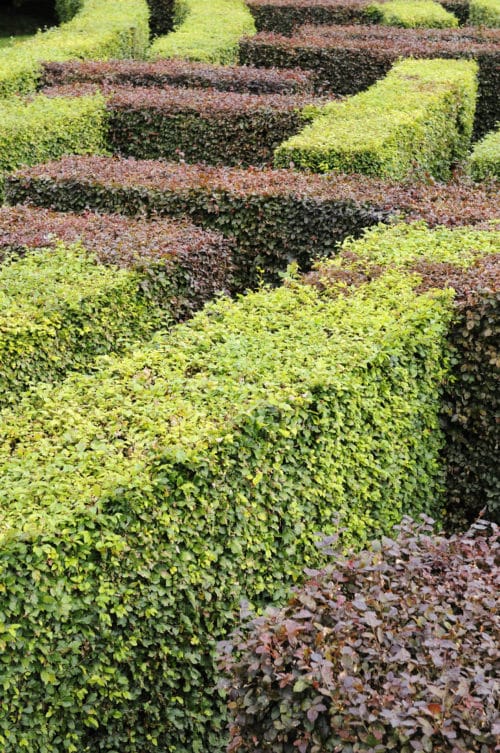 Buy Beech Hedge Plants | Beech Hedging by Hopes Grove Nurseries