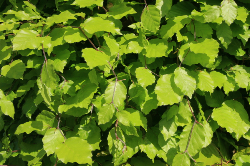 Green Beech Hedging Plants - Fagus Sylvatica - Hopes Grove Nurseries
