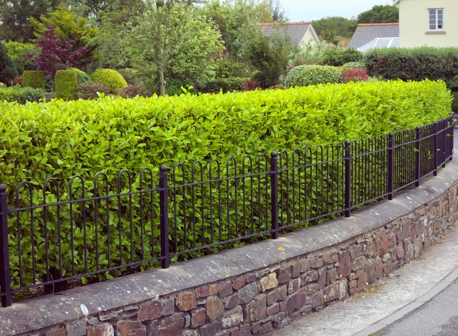 Fast Growing Hedges - Fast Growing Hedging Plants - Fast Tall Hedge