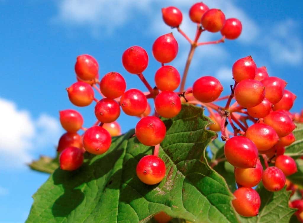 Buy Guelder Rose Hedging | Guelder Rose Hedge Plants | Viburnum Opulus ...