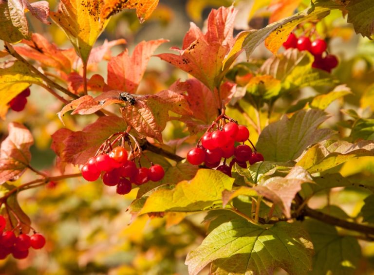 Buy Guelder Rose Hedging | Guelder Rose Hedge Plants | Viburnum Opulus ...