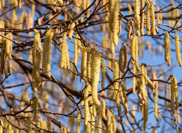 Buy Hazel Hedging | Hazel Hedge Plants | Corylus avellana Hedges