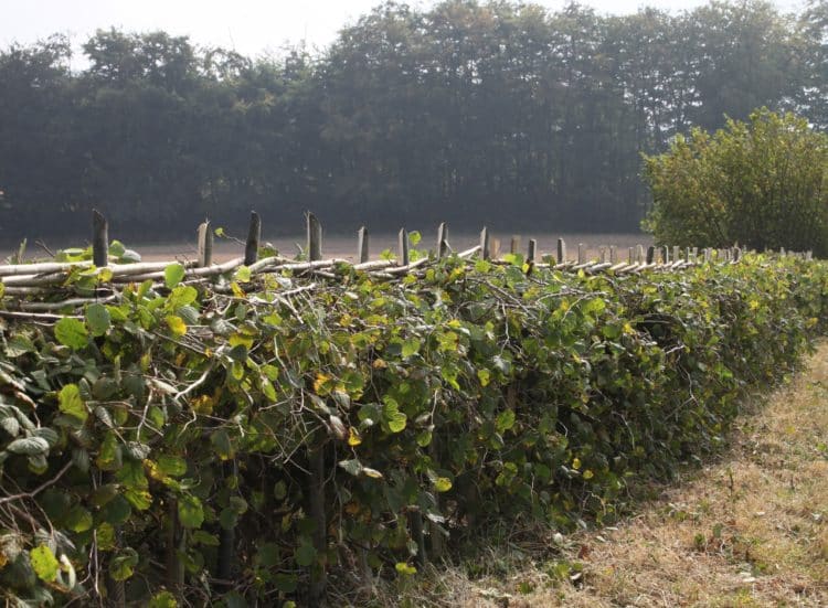 Hazel Hedging Plants (Corylus) - Bare Root & Potted