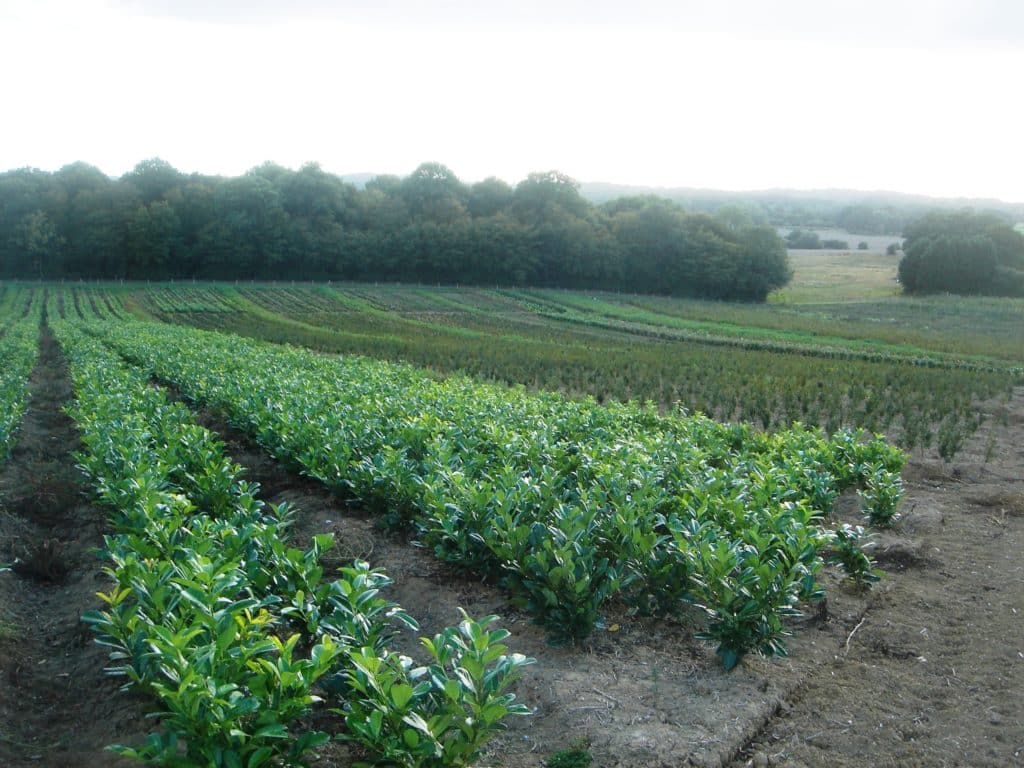 Buy Root Ball Hedging | Root Ball Hedge Plants | Rootball Hedges