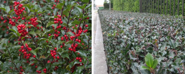 Buy Holly Hedging (Ilex) | Ilex Hedge Plants from Hopes Grove Nurseries