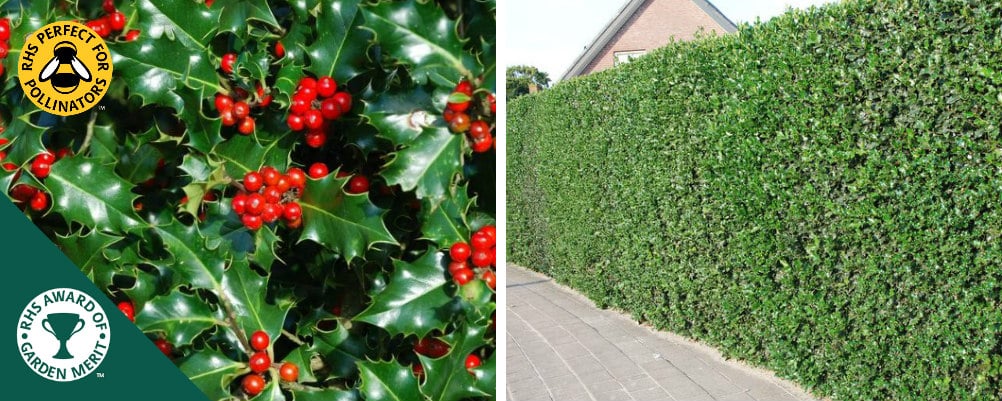 Buy Holly Hedging (Ilex) | Ilex Hedge Plants from Hopes Grove Nurseries