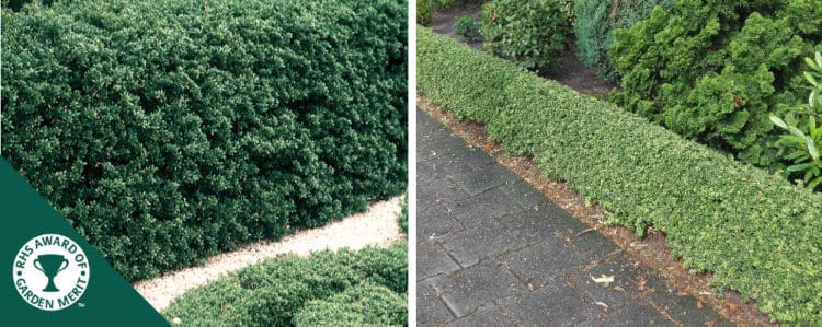 Buy Root Ball Hedging | Root Ball Hedge Plants | Rootball Hedges