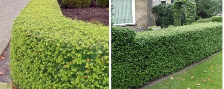 Buy Root Ball Hedging | Root Ball Hedge Plants | Rootball Hedges