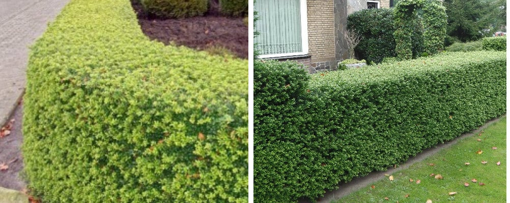 Buy Japanese Holly Hedging (Ilex crenata) | Hopes Grove Nurseries