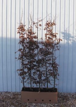 Instant Hedging & Hedges from Hopes Grove Nurseries