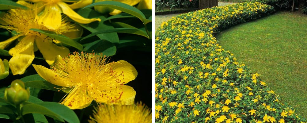 Buy Ground Cover Plants | Flowering Ground Cover | Hopes Grove Nurseries