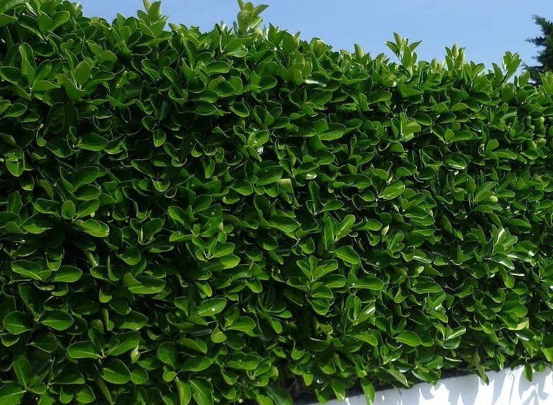 Buy Euonymus Hedging | Euonymus Japonicus Hedging Plants | Hopes Grove ...