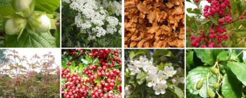 Mixed Native Hedging - Edible Hedge Mixes & More