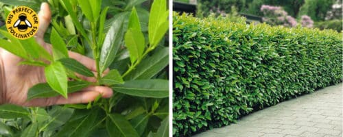Laurel Hedging | Buy Laurel Hedge Plants Online | Hopes Grove Nurseries
