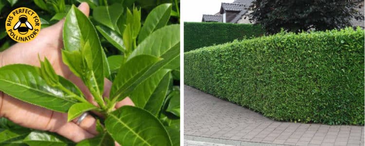 Buy Root Ball Hedging | Root Ball Hedge Plants | Rootball Hedges