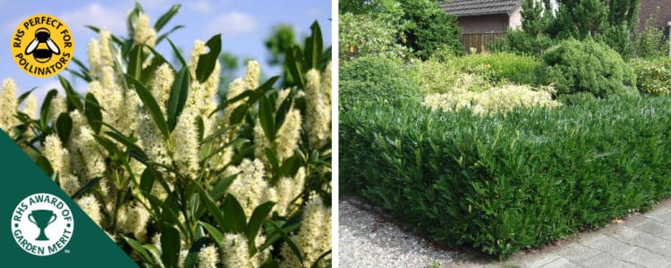 Buy Root Ball Hedging | Root Ball Hedge Plants | Rootball Hedges