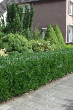 Compact Laurel Hedging Plants - (Prunus Laurocerasus ‘Otto Luyken’)