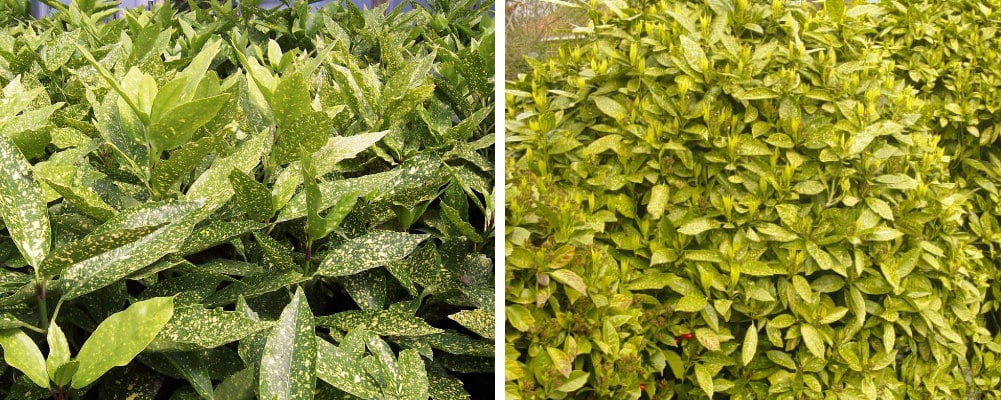 Laurel Hedging | Laurel Hedges for Sale | Hopes Grove Nurseries