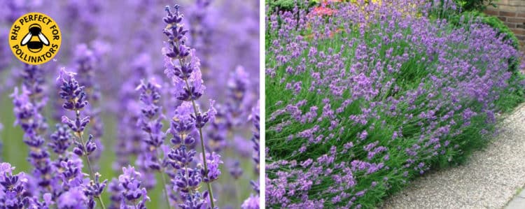 Lavender Hedging | Buy Lavender Hedge Plants | Hopes Grove Nurseries