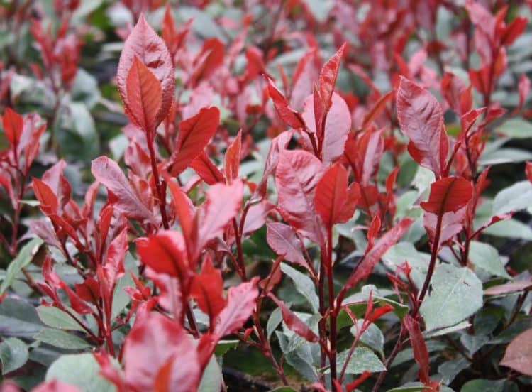 Buy Photinia Little Red Robin | Christmas Berry & Red Tip Photinia Hedges