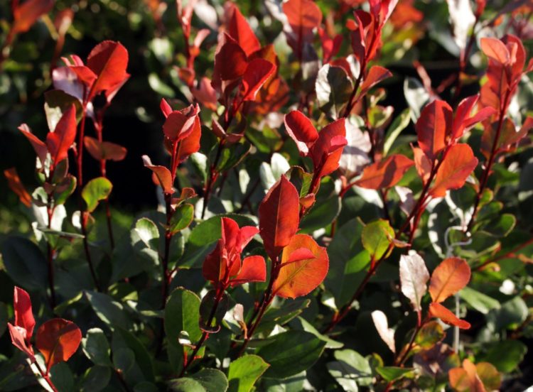 Buy Photinia Little Red Robin | Christmas Berry & Red Tip Photinia Hedges