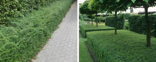 Buy Lonicera Hedging Plants | Browse our Lonicera Varieties at Hopes Grove
