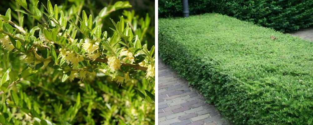 Lonicera Nitida Elegant Hedging - Hopes Grove Nurseries