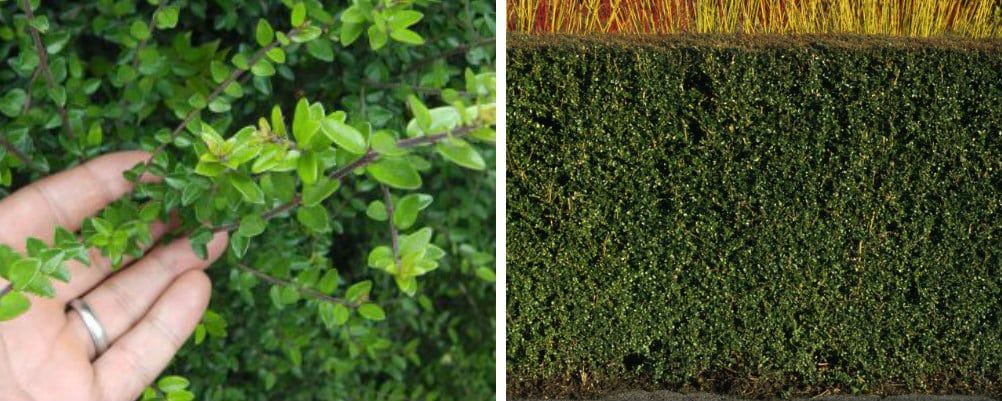 Lonicera Hedging - Hopes Grove Nurseries