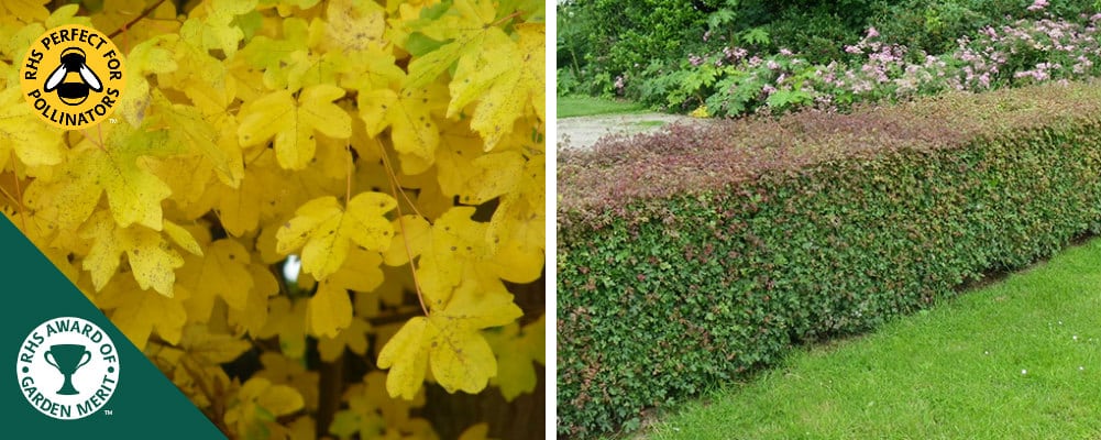 Fast Growing Hedges & Hedging Plants | Hopes Grove Nurseries