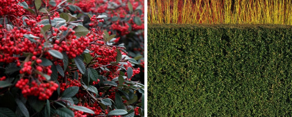 Planting Hedges Spacing | How Far Apart Should I Plant Hedges?