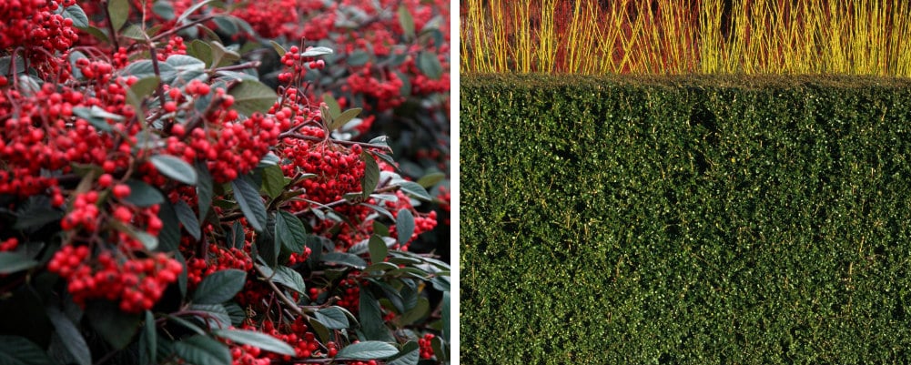 Choosing The Right Hedge - Hedging Advice - Choose Hedges Correctly