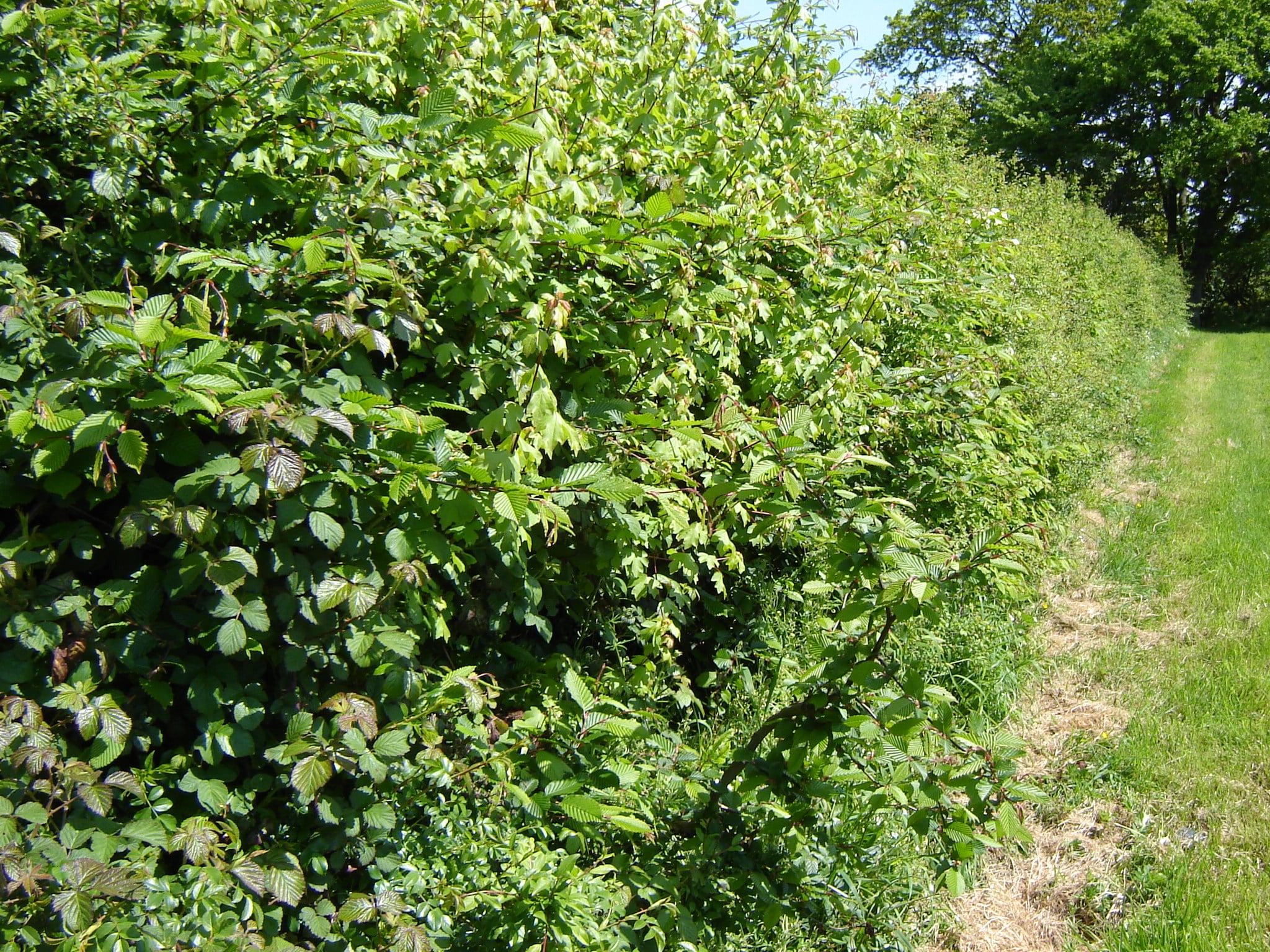 Buy Mixed Native Hedging Plants | English & British Hedges | Hopes ...