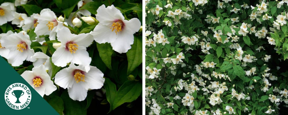 Scented Hedging - Hedges With Fragrant Flowers - Fragrant Hedge Plants