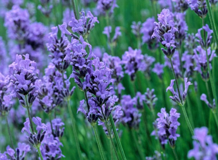 Buy Hedges: Lavender Munstead
