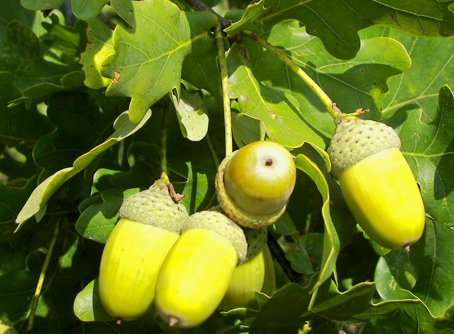 Buy Oaks (Quercus) Hedging | Browse our Oak Varieties at Hopes Grove ...