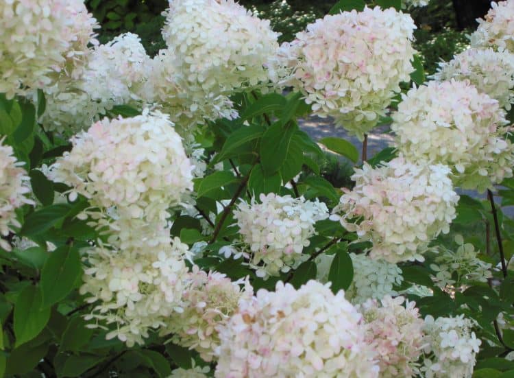 Buy Hydrangea Paniculata Grandiflora | Hedging Plants by Hopes Grove ...