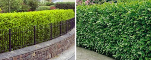 Choosing The Right Hedge - Hedging Advice - Choose Hedges Correctly
