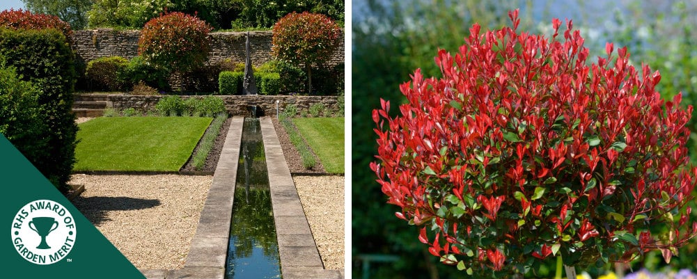 Buy Topiaries | Topiary Plants & Trees in Various Shapes | Hopes Grove ...