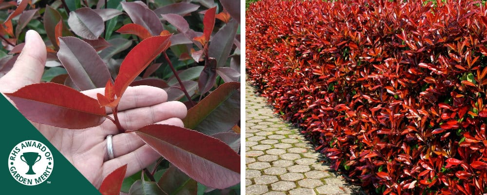 Buy Photinia Hedging Plants | Hopes Grove Nurseries