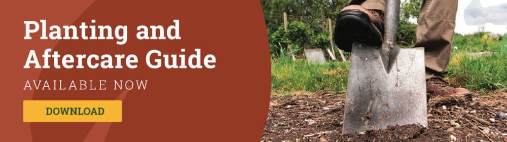 How to Plant a Hedge - Hopes Grove Nurseries