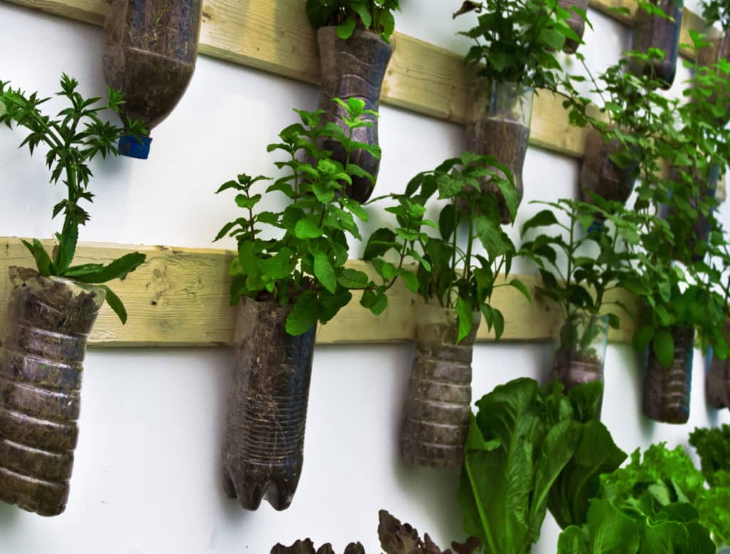 The Low Down On Urban Gardening by Hopes Grove Nurseries