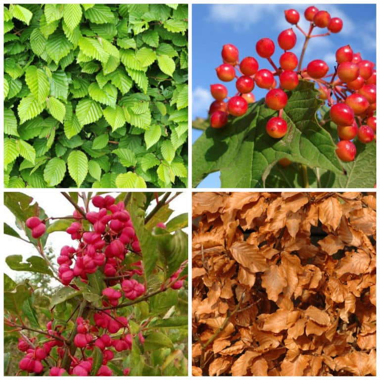 Buy Mixed Native Hedging Plants | English & British Hedges | Hopes ...